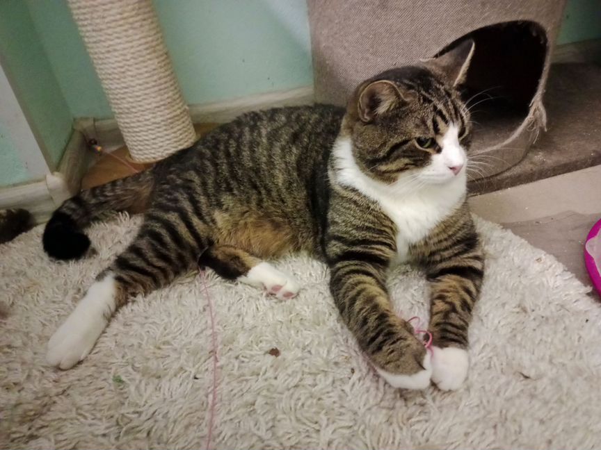 Коты хотят домой