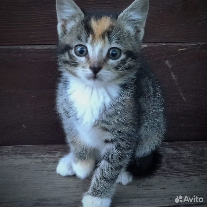 Котенок с сердечком на лбу