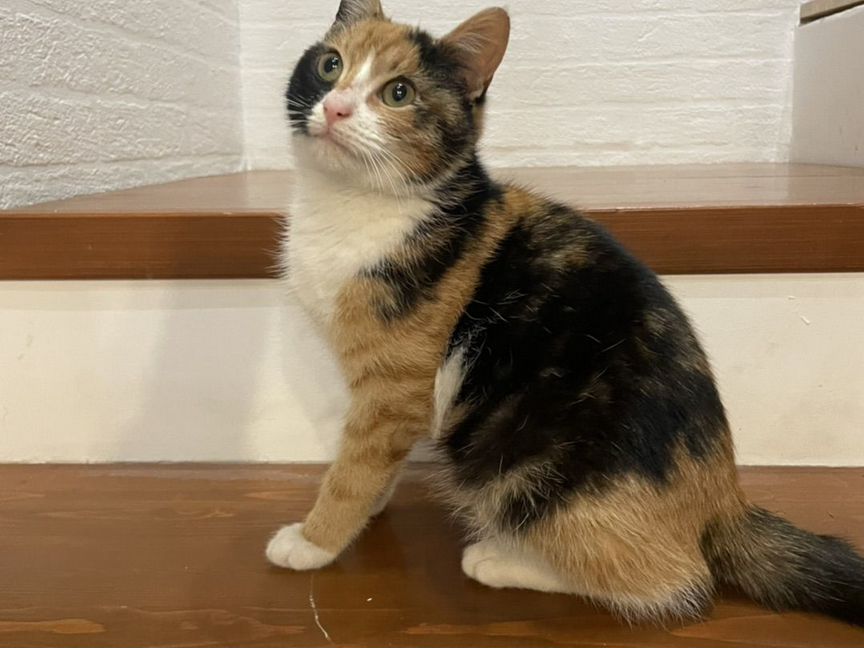 Котенок девочка в добрые руки