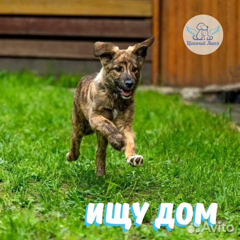 Щенок Лёва в добрые руки