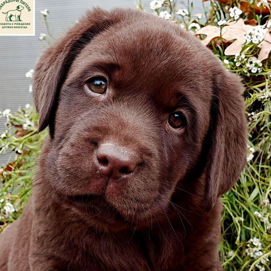 Лабрадор-ретривер, щенок