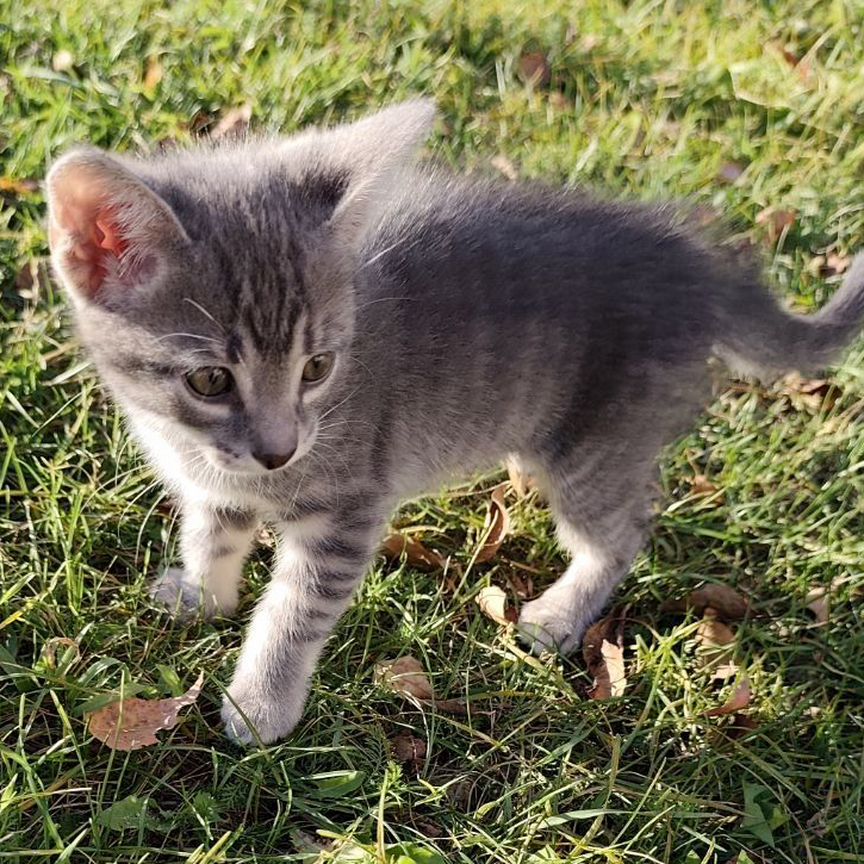 Котёнок мальчик