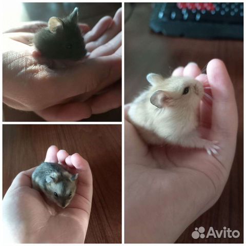 Джунгарские хомячки