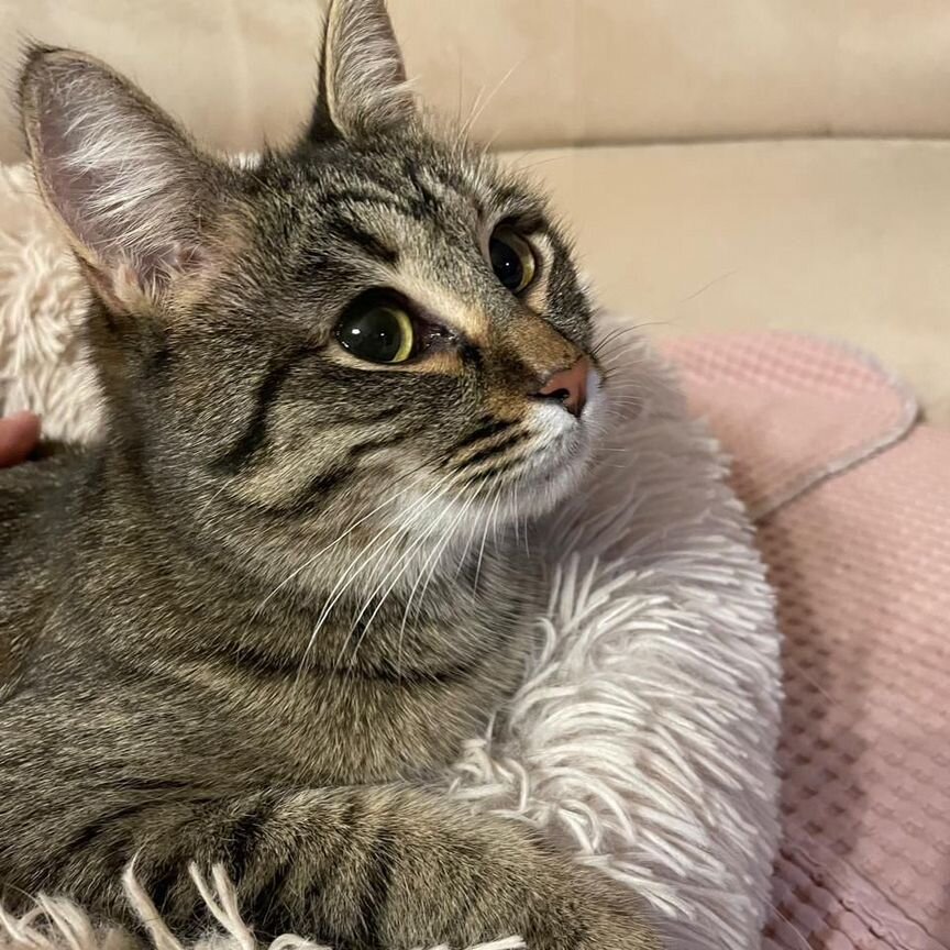 Ищет дом малышка Слава