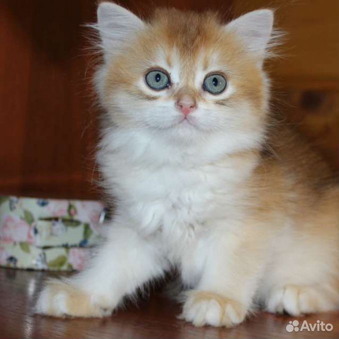 Мальчик BLH 12
