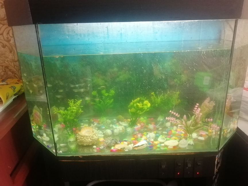 Аквариум с тумбой на 100 л.с рыбками