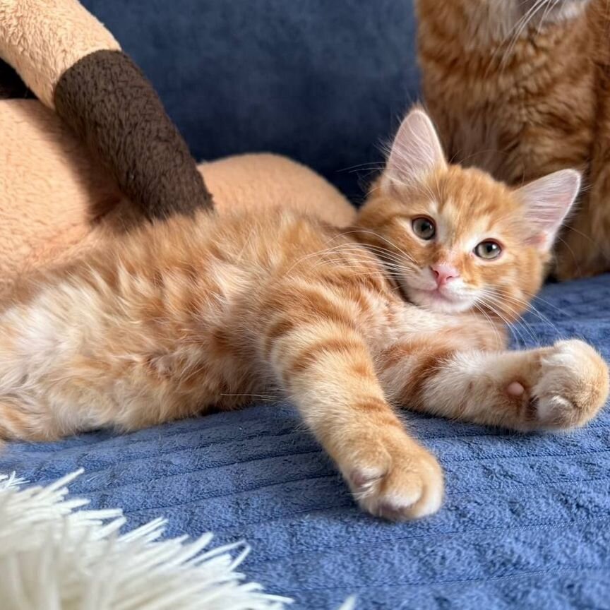 Кошки курильский бобтейл