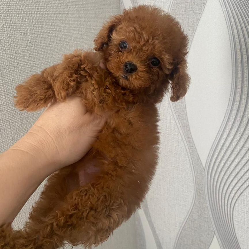 Той-пудель, щенок