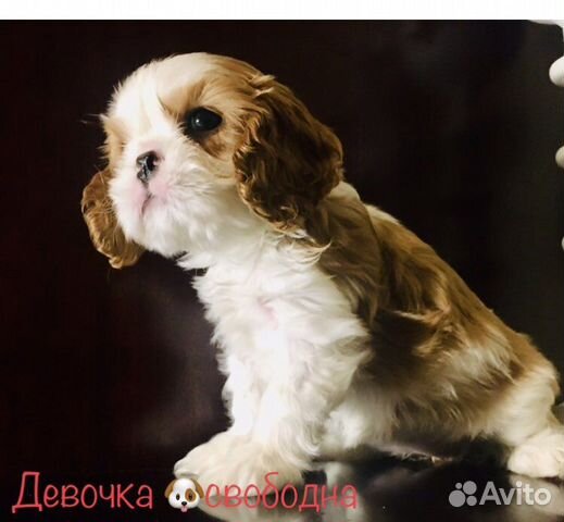 Супер девочка кавалер кинг чарльз спаниель