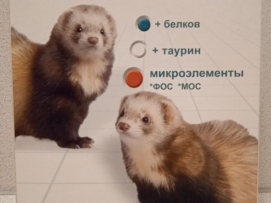 Корм для хорьков