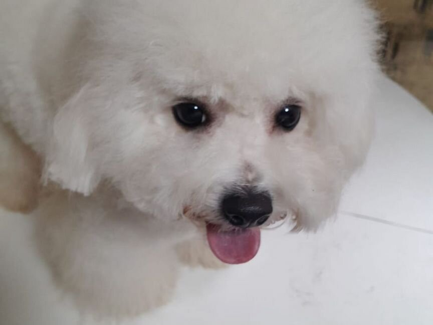 Бишон фризе