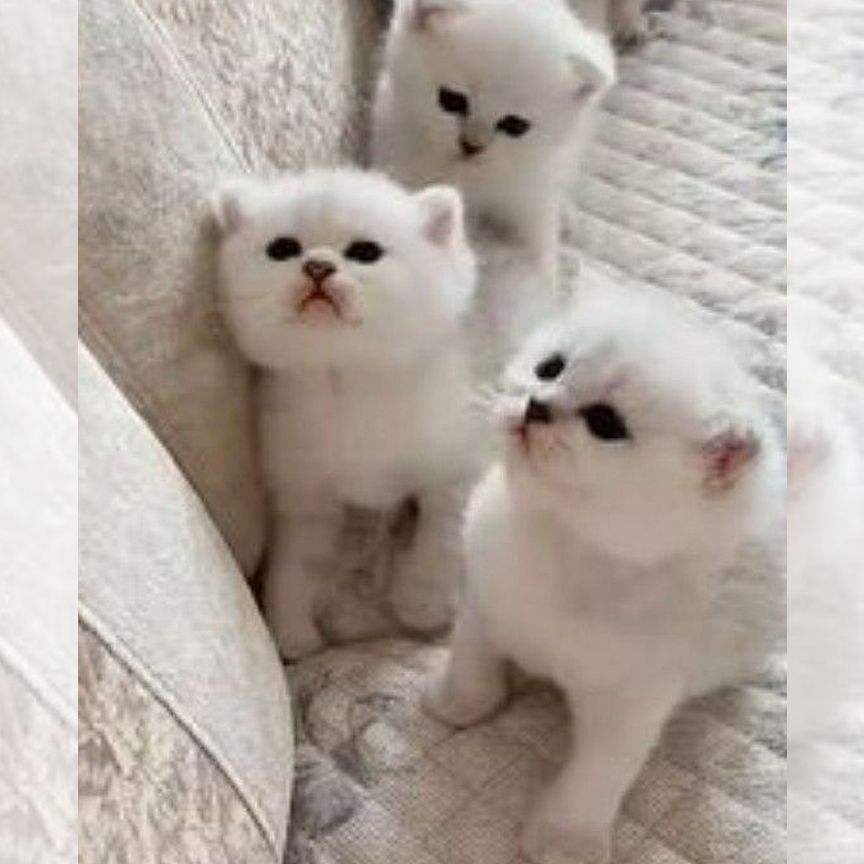 Шотландские котята шиншилла колор-пойнт
