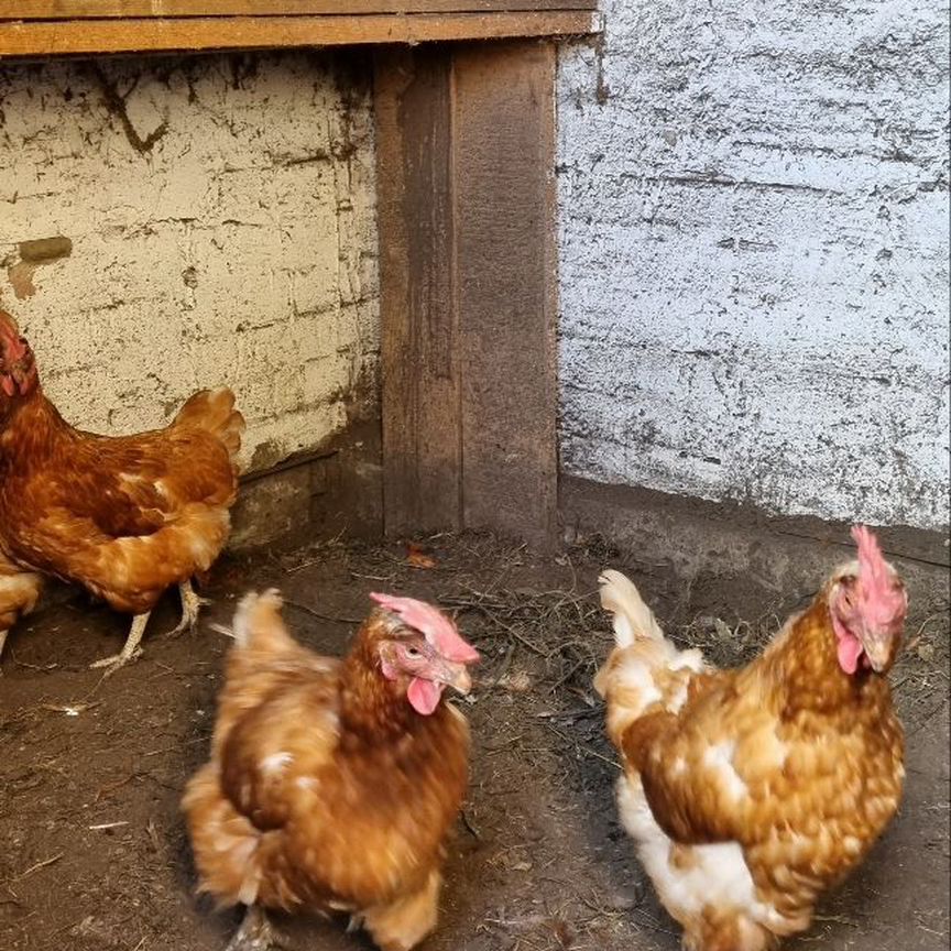 Куры несушки продам