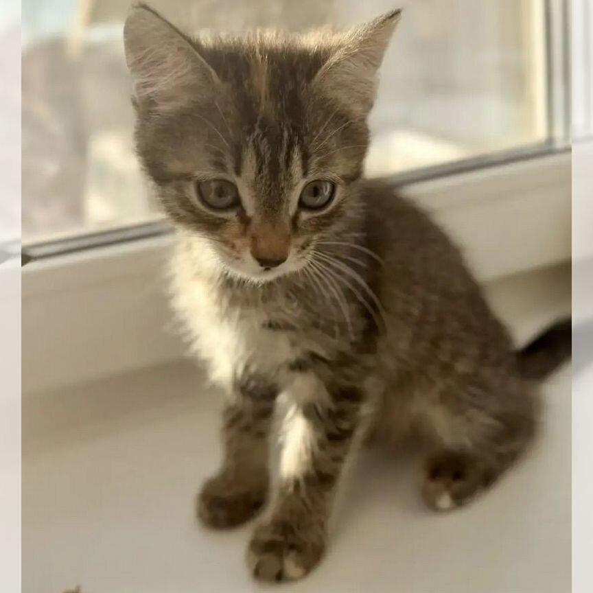 Котёнок в добрые руки