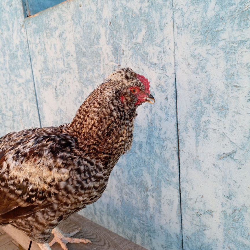 Куры петухи