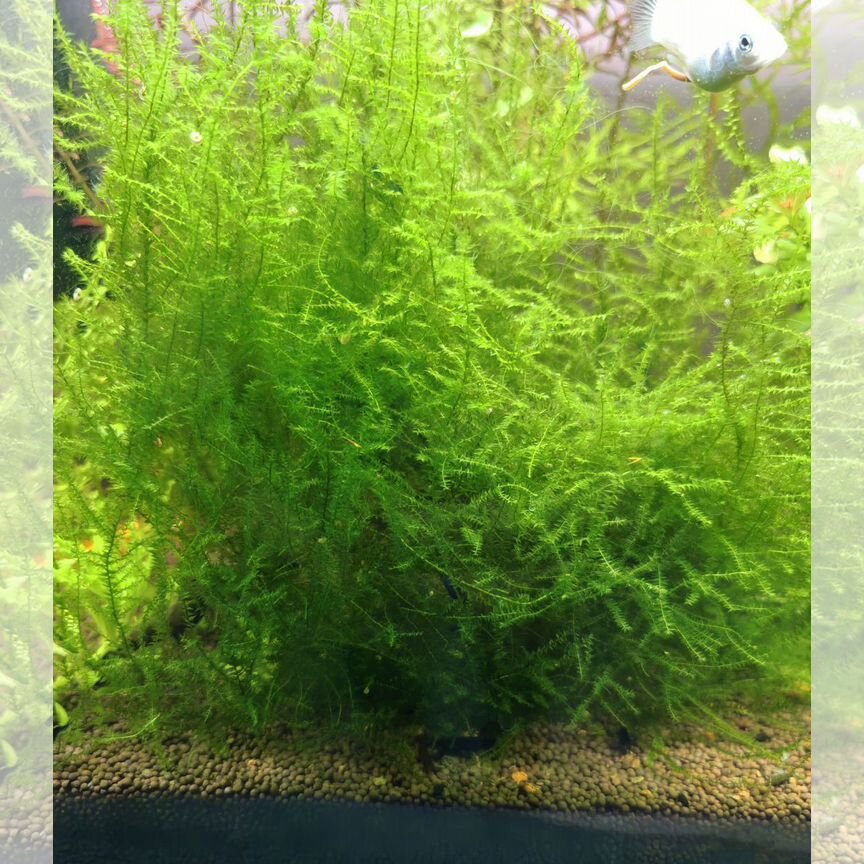 Мох яванский