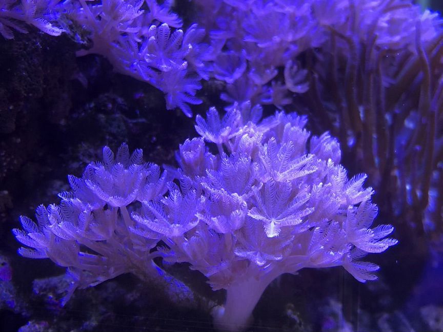 Коралл Ксения пульсирующая