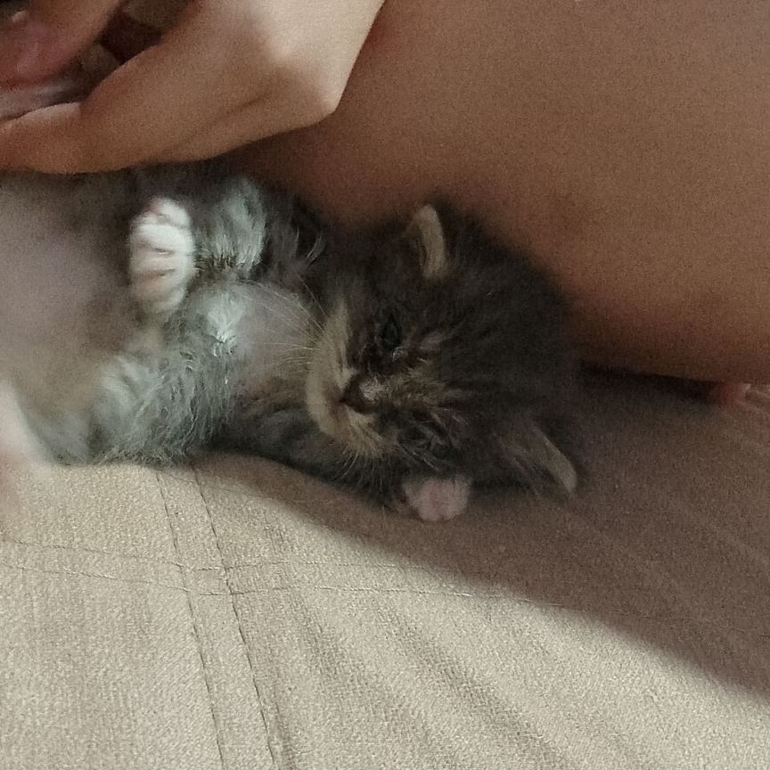 Котëнок в добрые руки