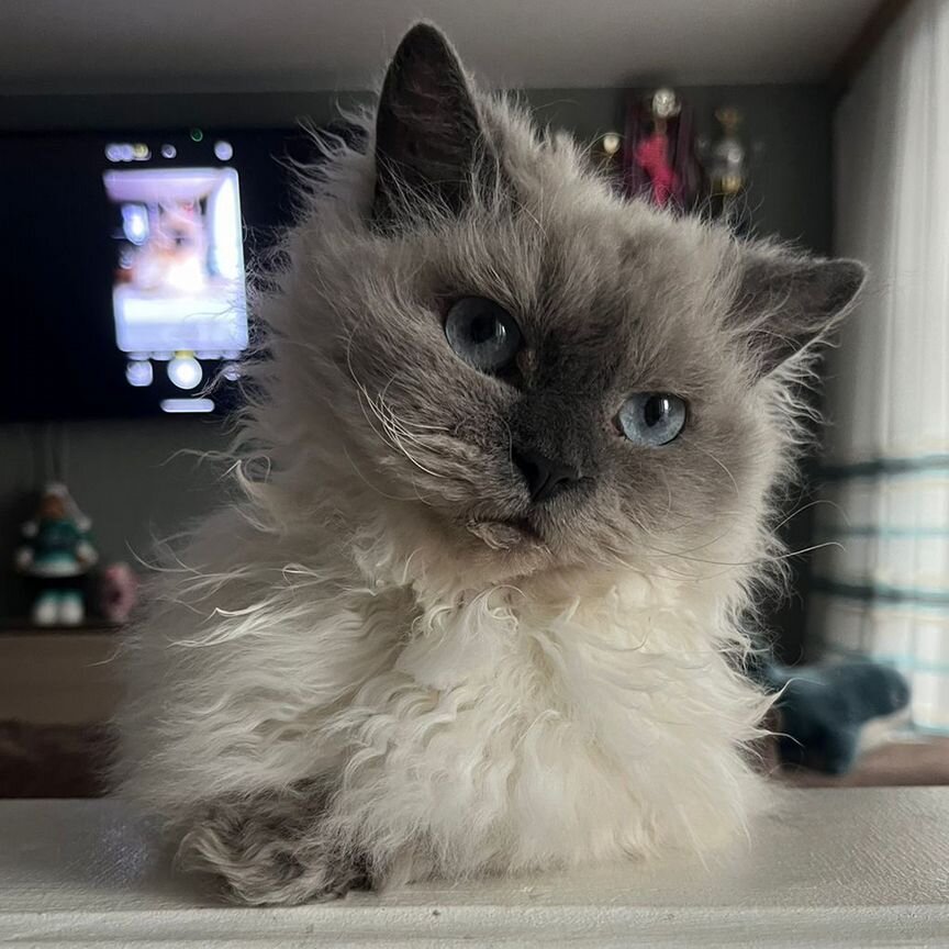 Случка кошки Селкирк-рекс