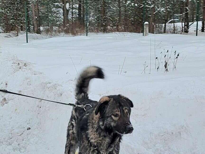 Собака в добрые руки отдам бесплатно
