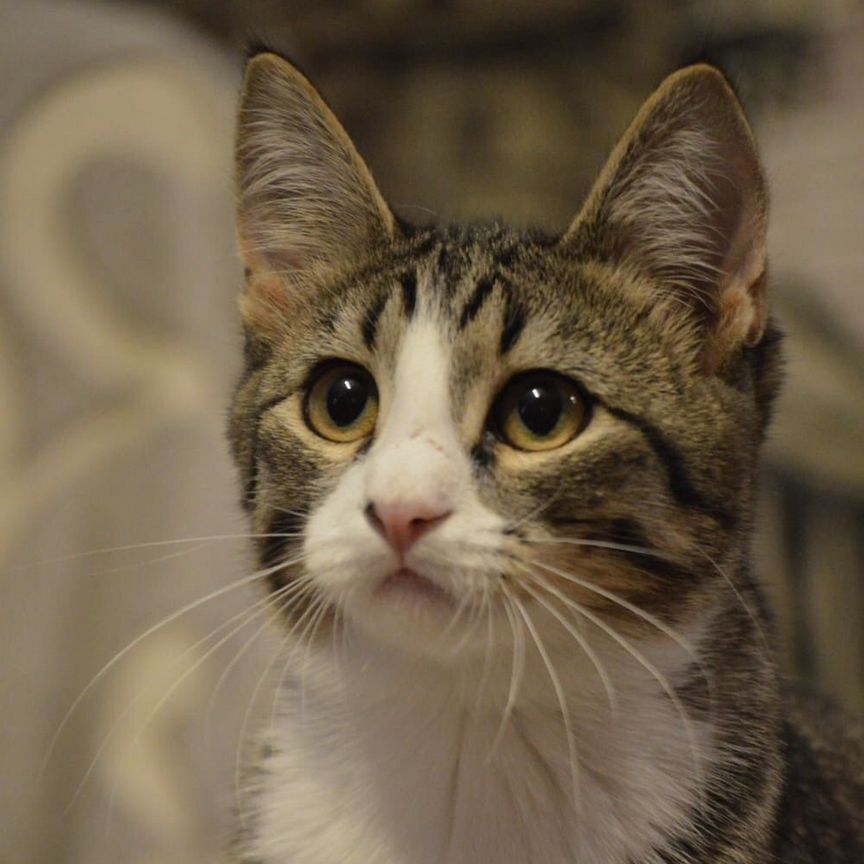 Котенок Филя в добрые руки