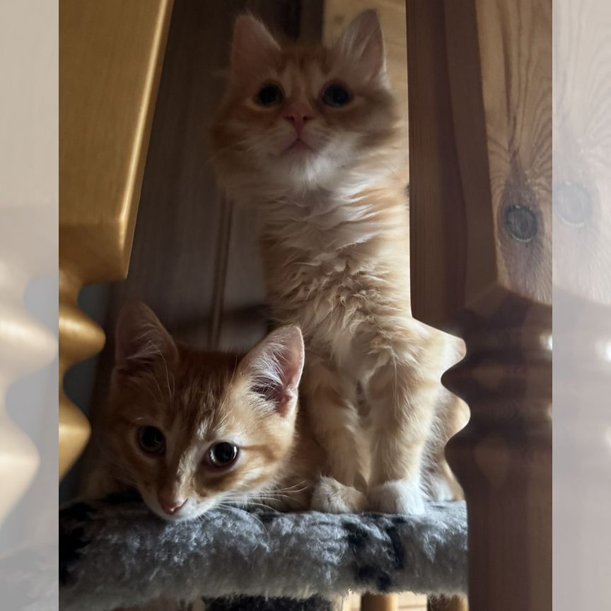 Котята в хоршие руки
