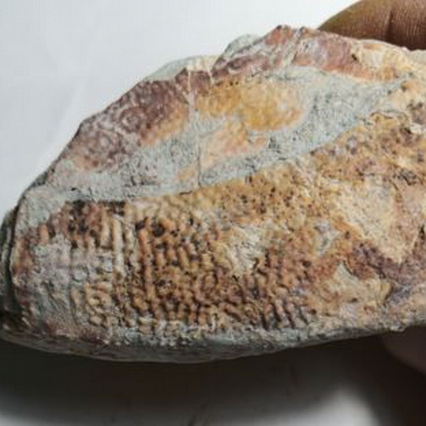 Окаменелость панцирная рыба