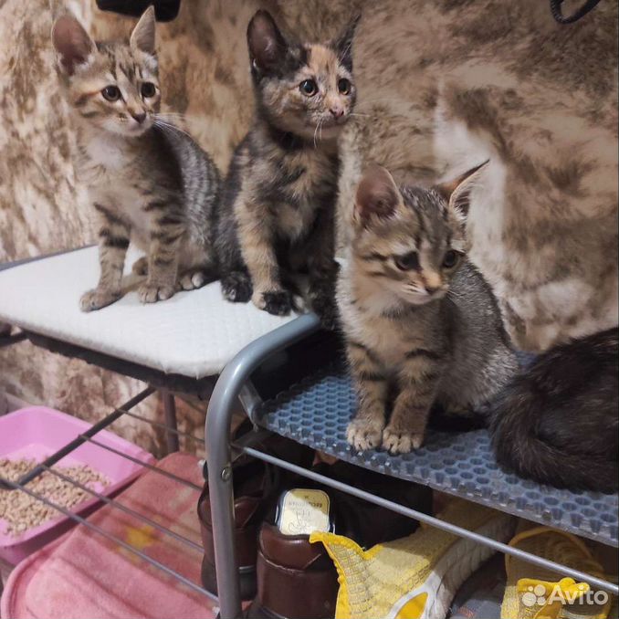 Котята из коробки бесплатно