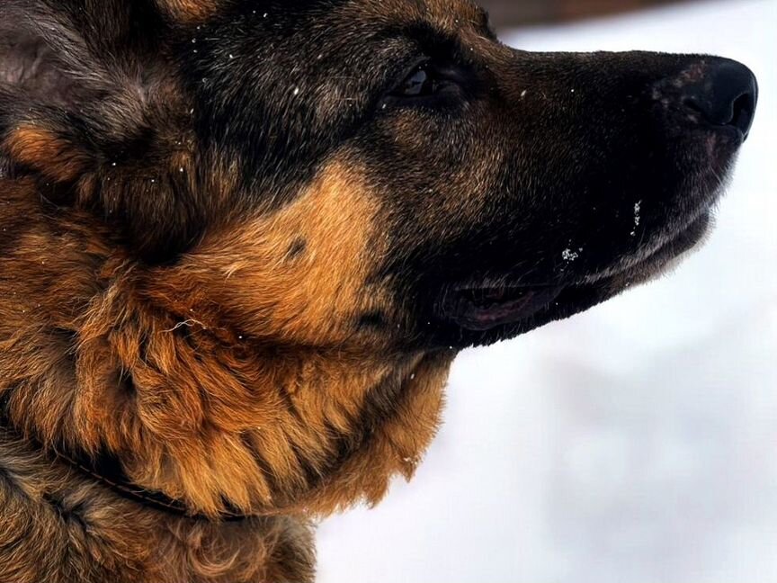 Метис овчарки ищет дом