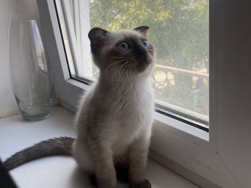 Котенок в добрые руки