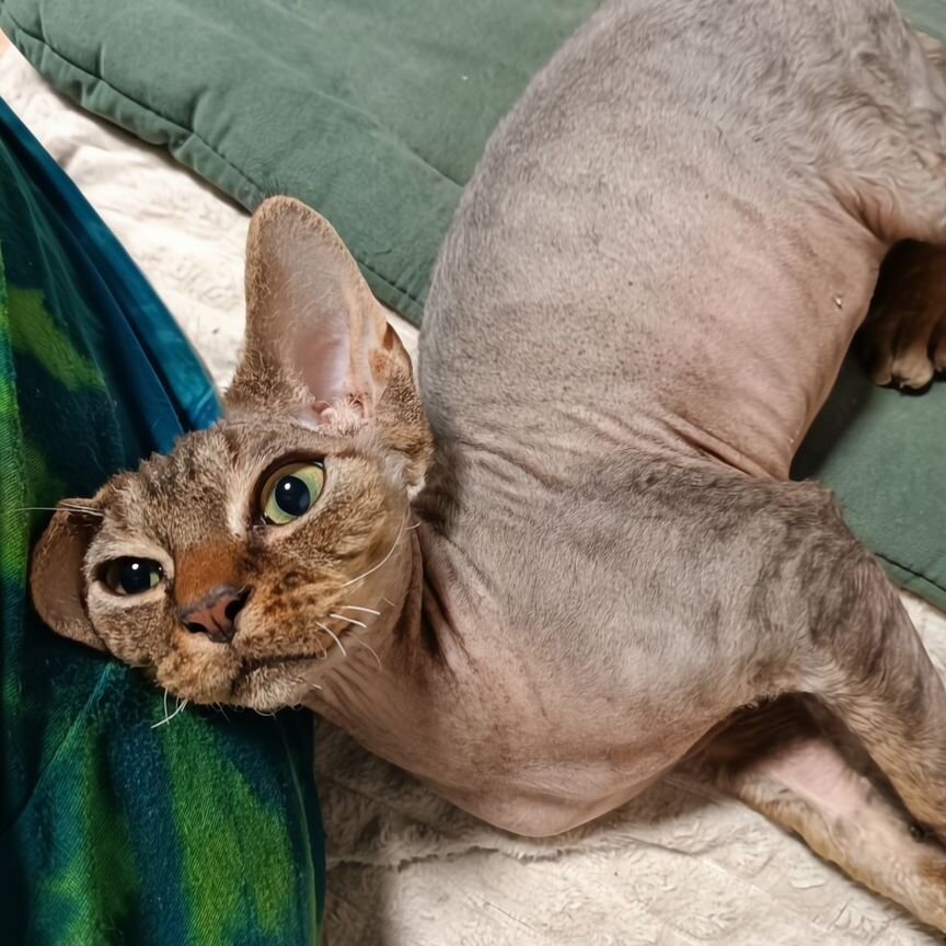 Девон-рекс котёнок