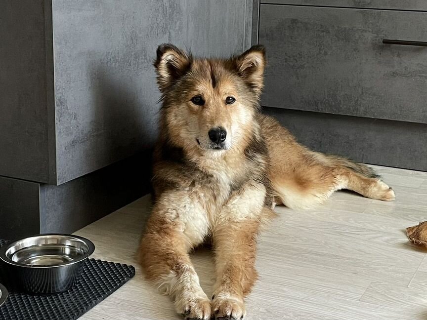 Идеальная собака в добрые руки