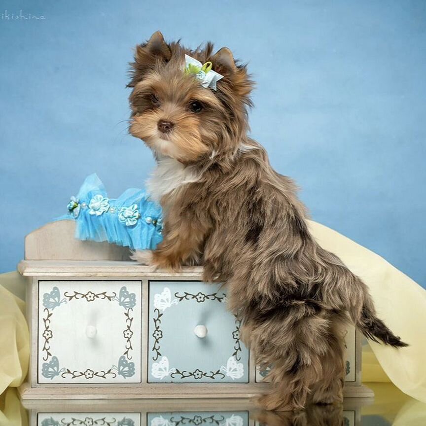 Йоркширский терьер, девочка