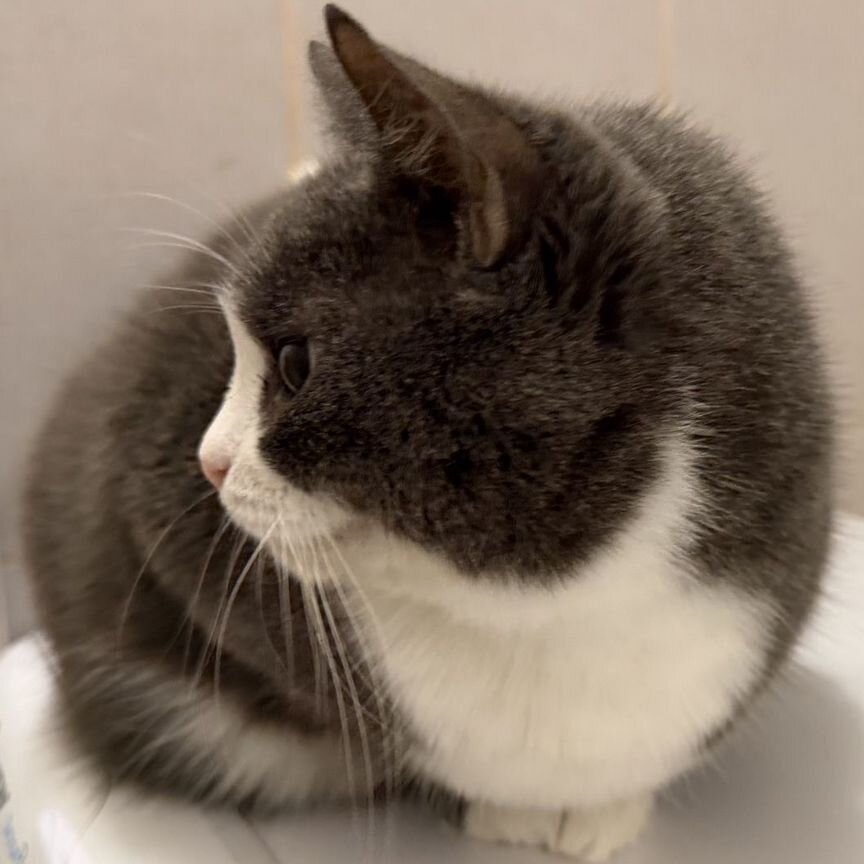 Взрослая, Девочка кошка в добрые руки