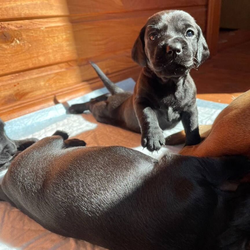 Щенки таксы и кокер спаниеля