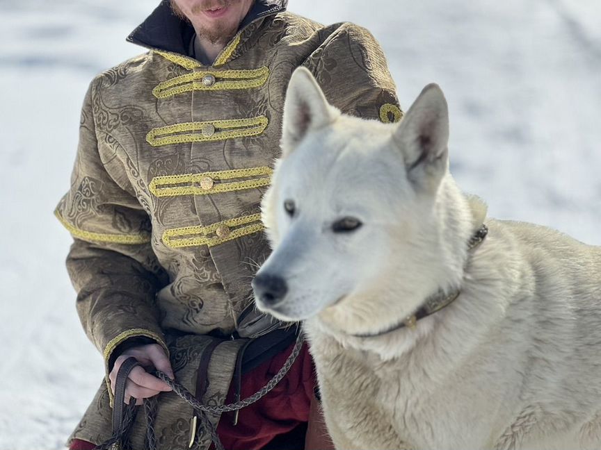 Собака «Святорусский Вой»