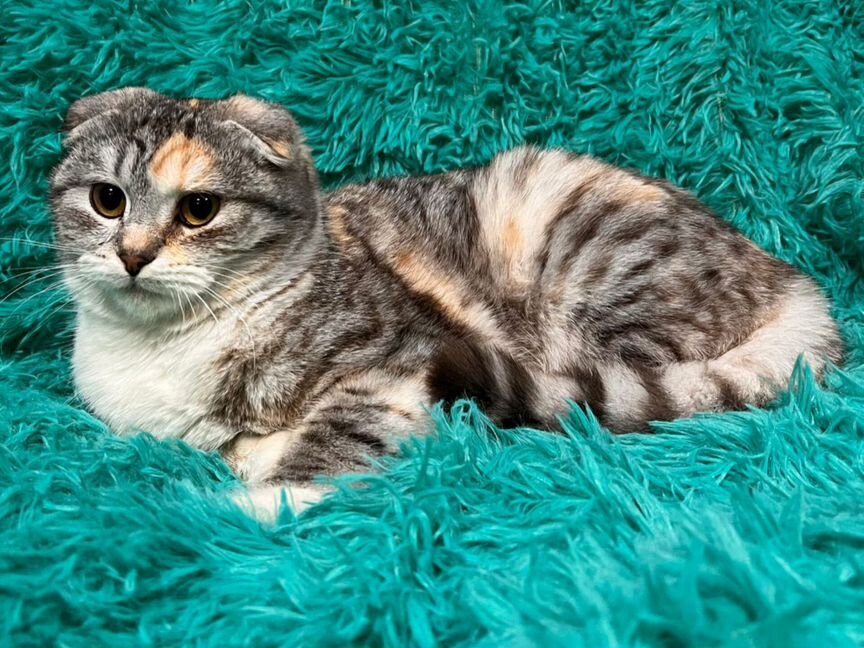 Шотландская кошечка в дар