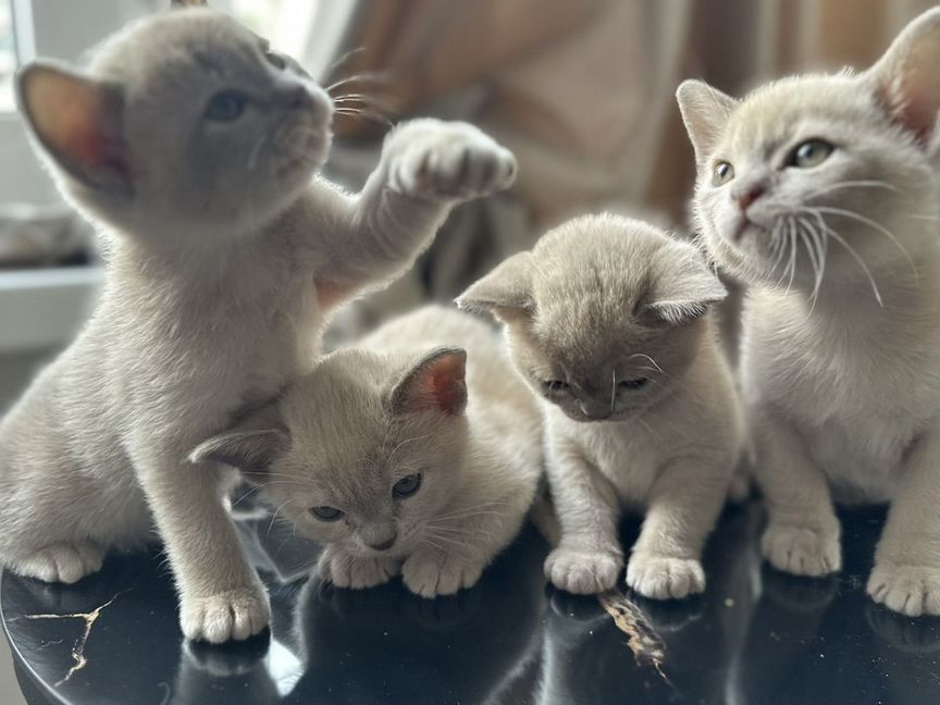 Бурманские котята