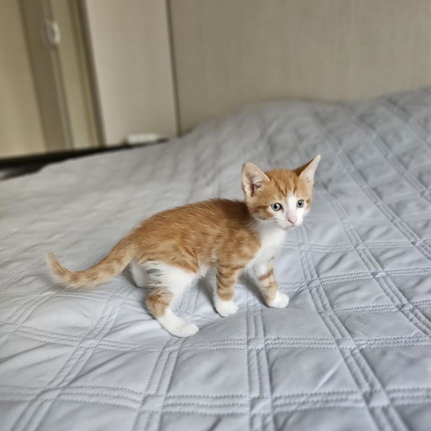 Котёнок в добрые руки