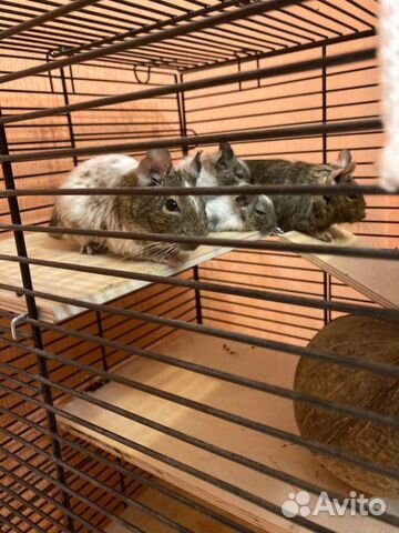 Чилийская белка дегу