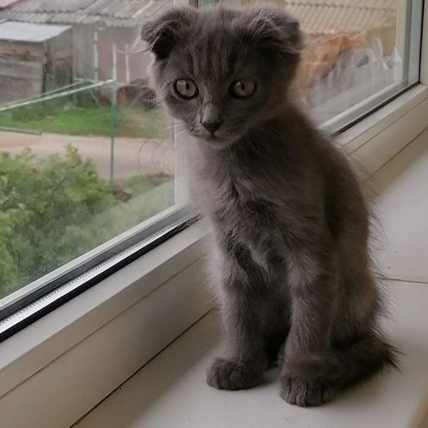 Котята в добрые руки бесплатно