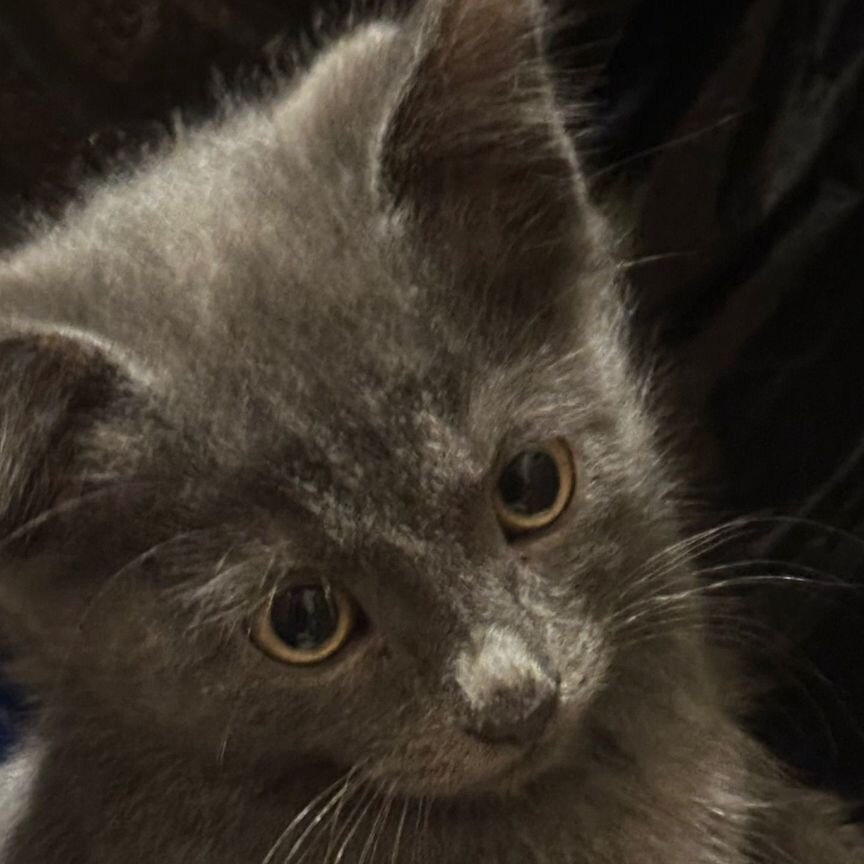 Котята в добрые руки бесплатно мальчик