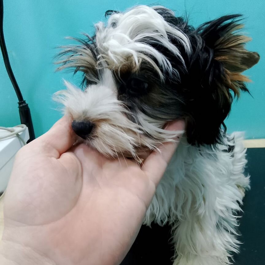 Йоркширский терьер, щенок