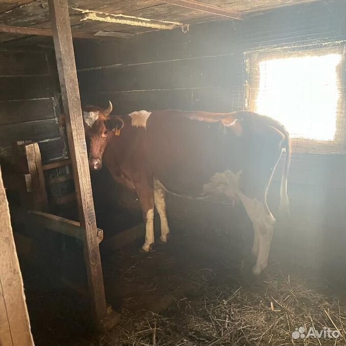 Продам корову первый отел, дойная