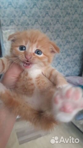 Продам котят один мальчик и три девочки