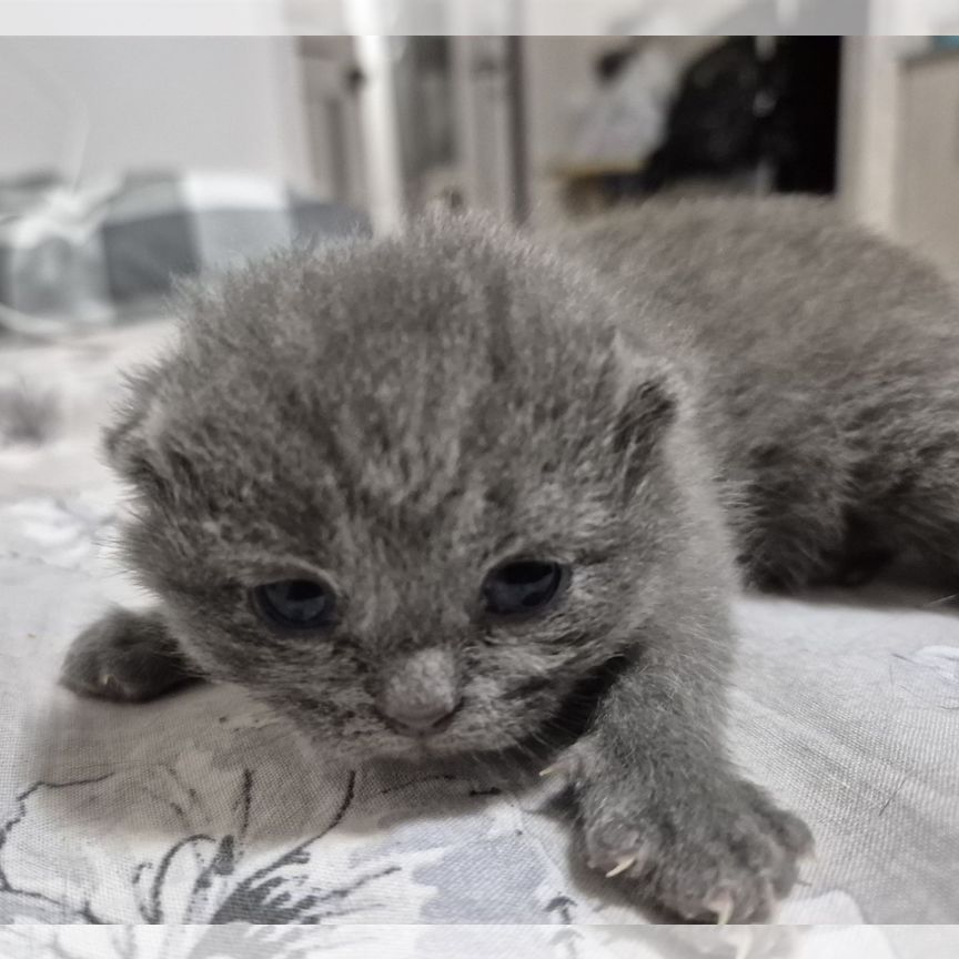 Британский короткошёрстный котёнок