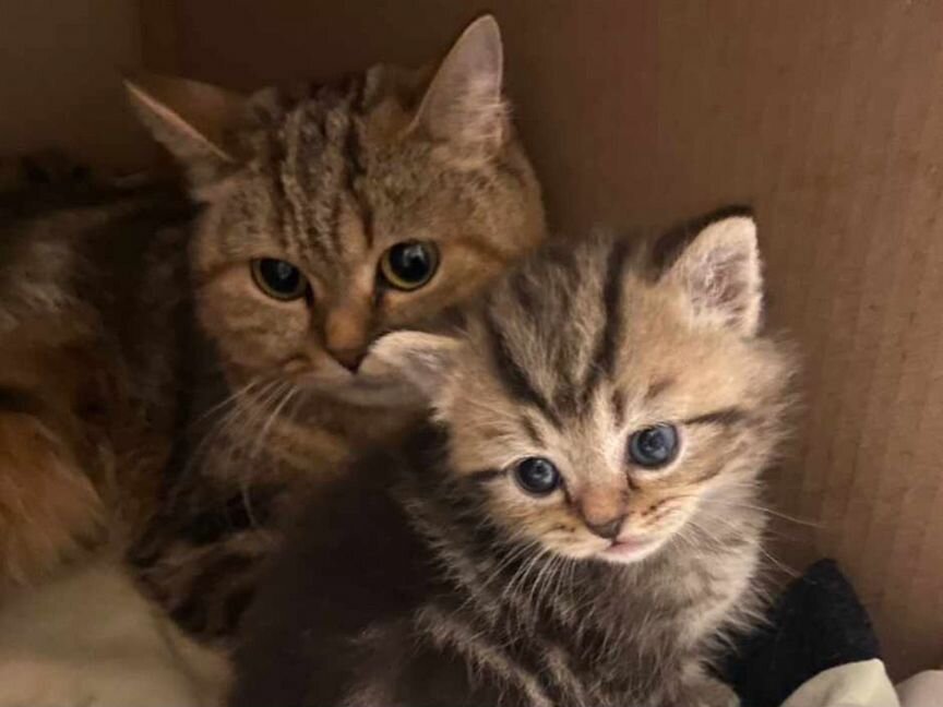 Котята