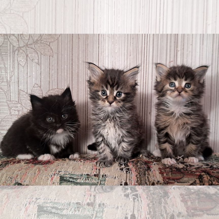 Сибирские малышки