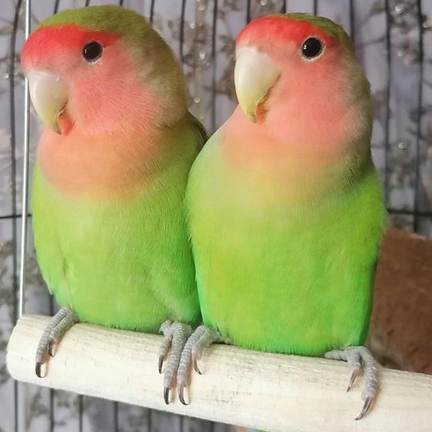 Попугаи неразлучники