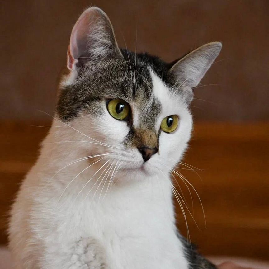 Взрослый кот в добрые руки